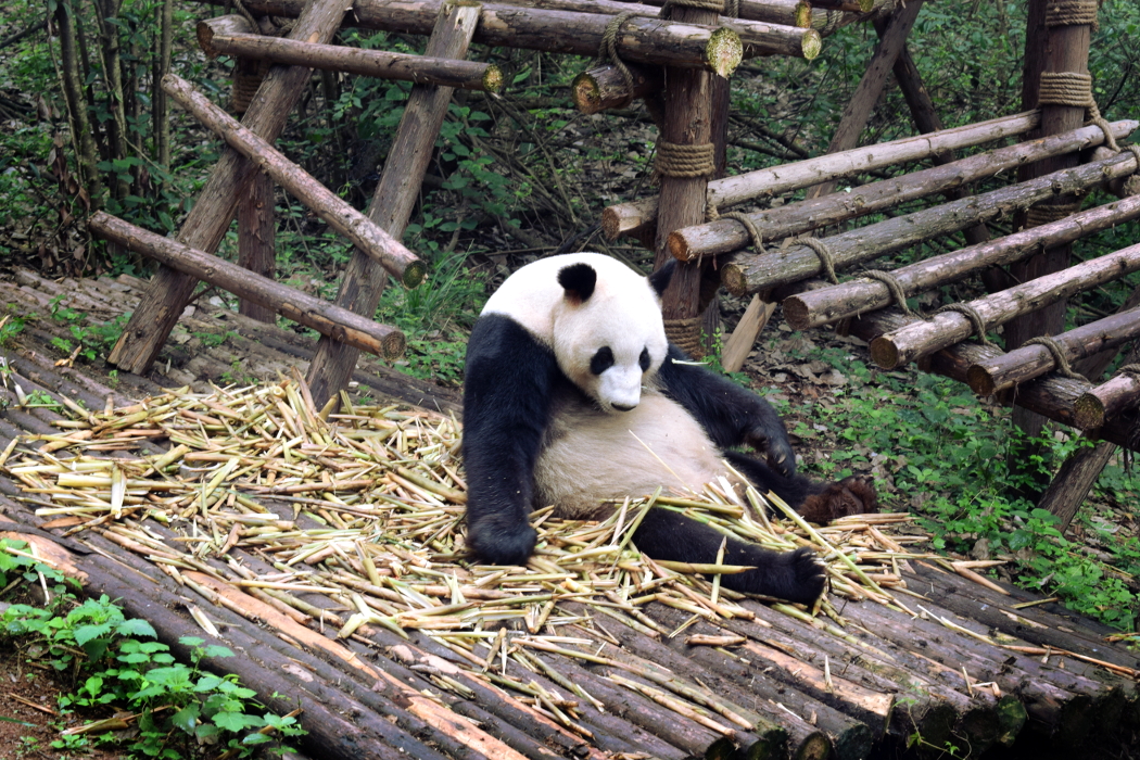 Panda Breeding Reserve