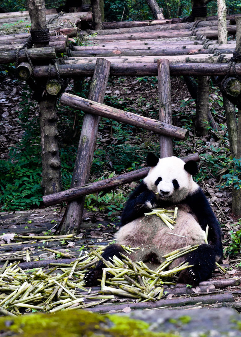 Chengdu Panda Sanctuary: Everything You Need to Know - What Amy Says