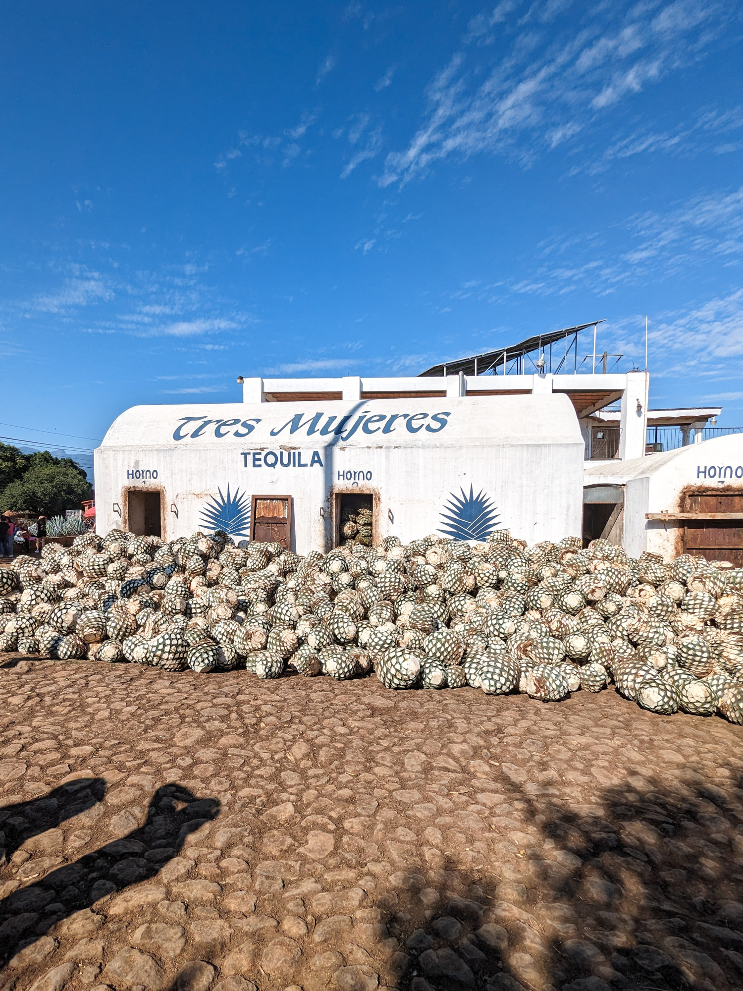 Tequila Jalisco Tour - The BEST Day Trip From Guadalajara - What Amy Says