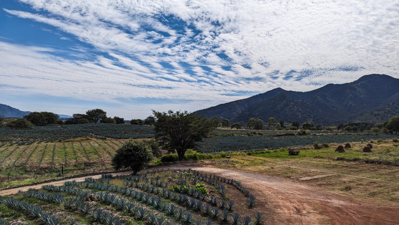 Tequila Jalisco Tour - The BEST Day Trip From Guadalajara - What Amy Says