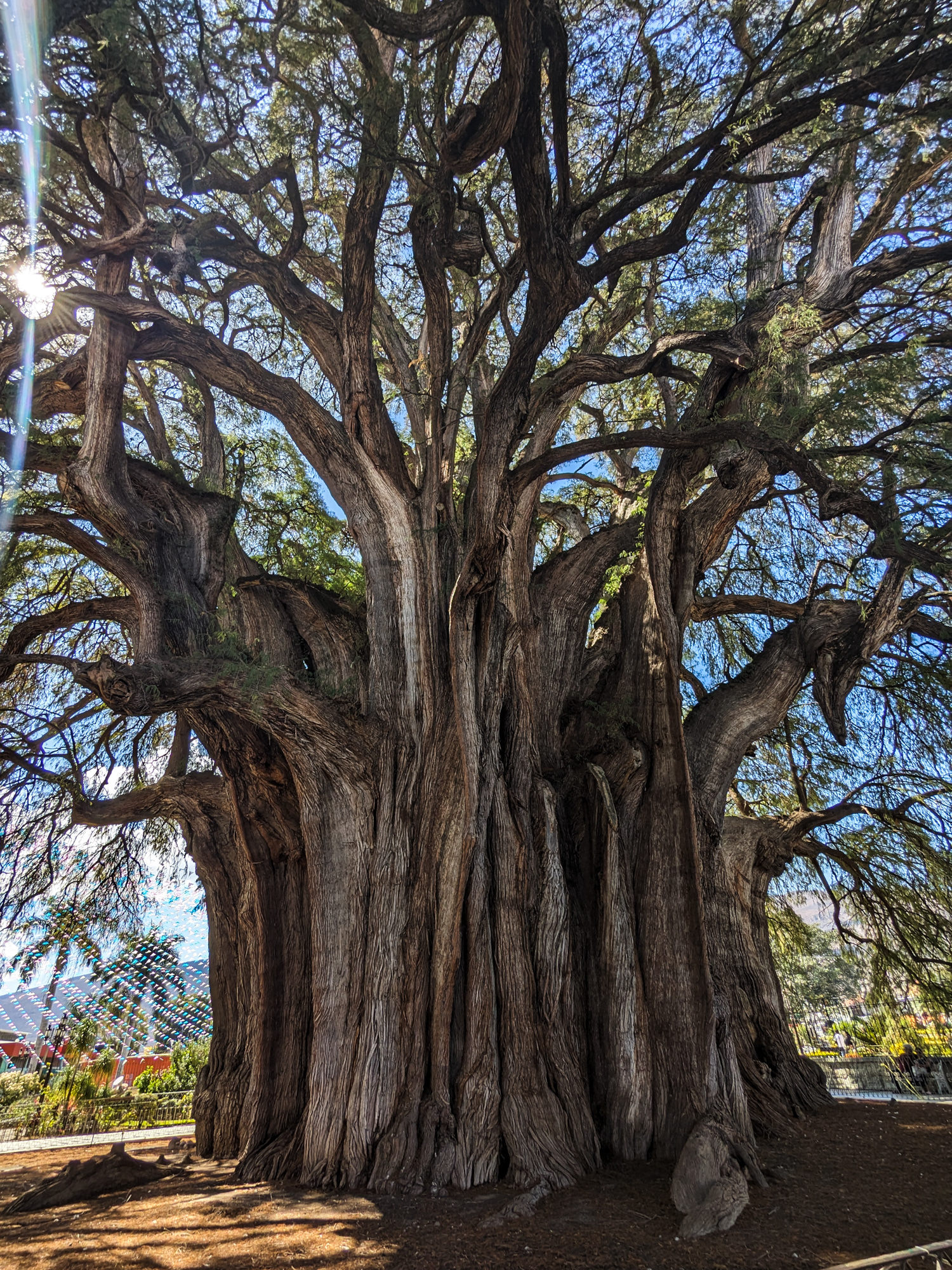21 Unmissable Things to Do in Oaxaca City - What Amy Says
